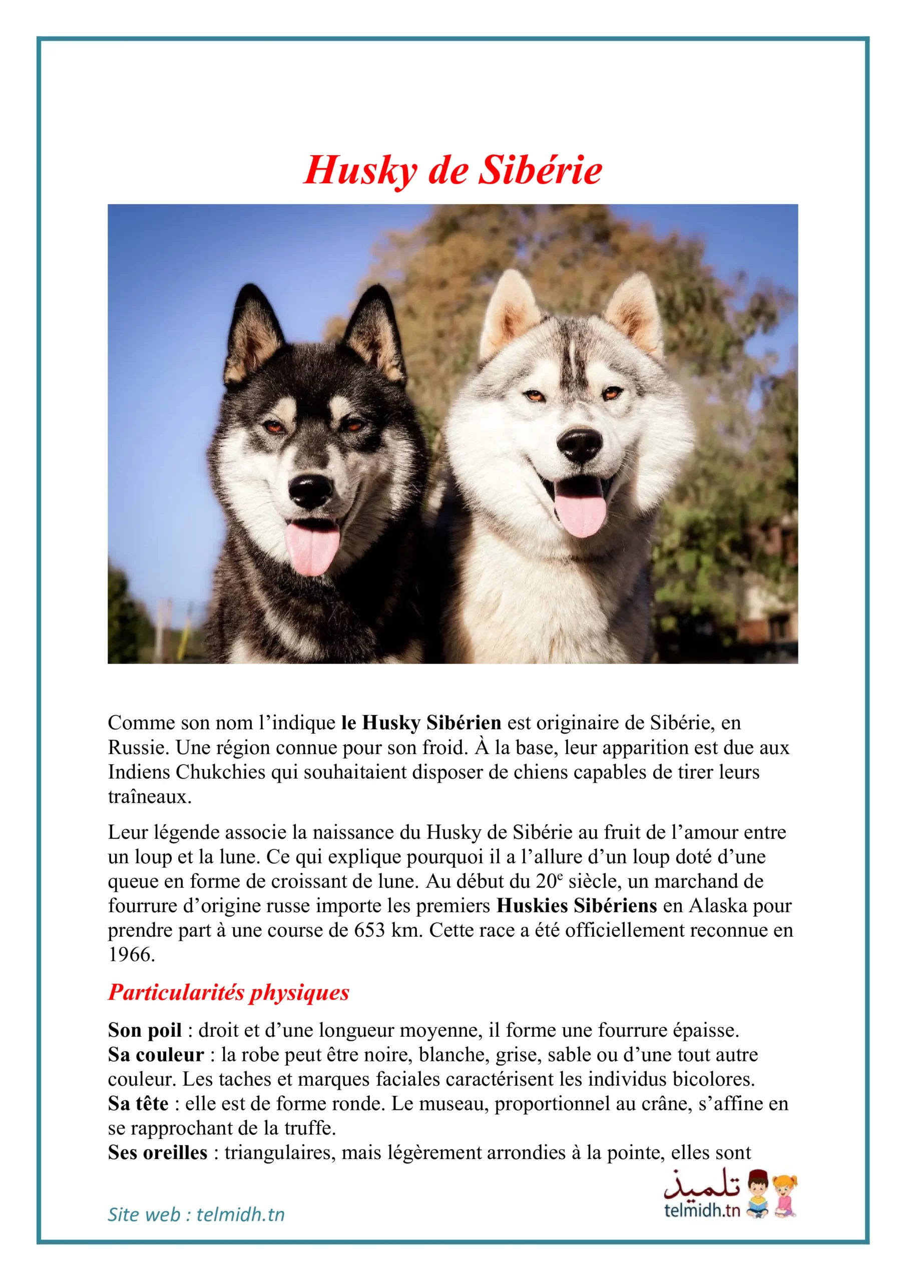 Husky de Sibérie - Telmidh