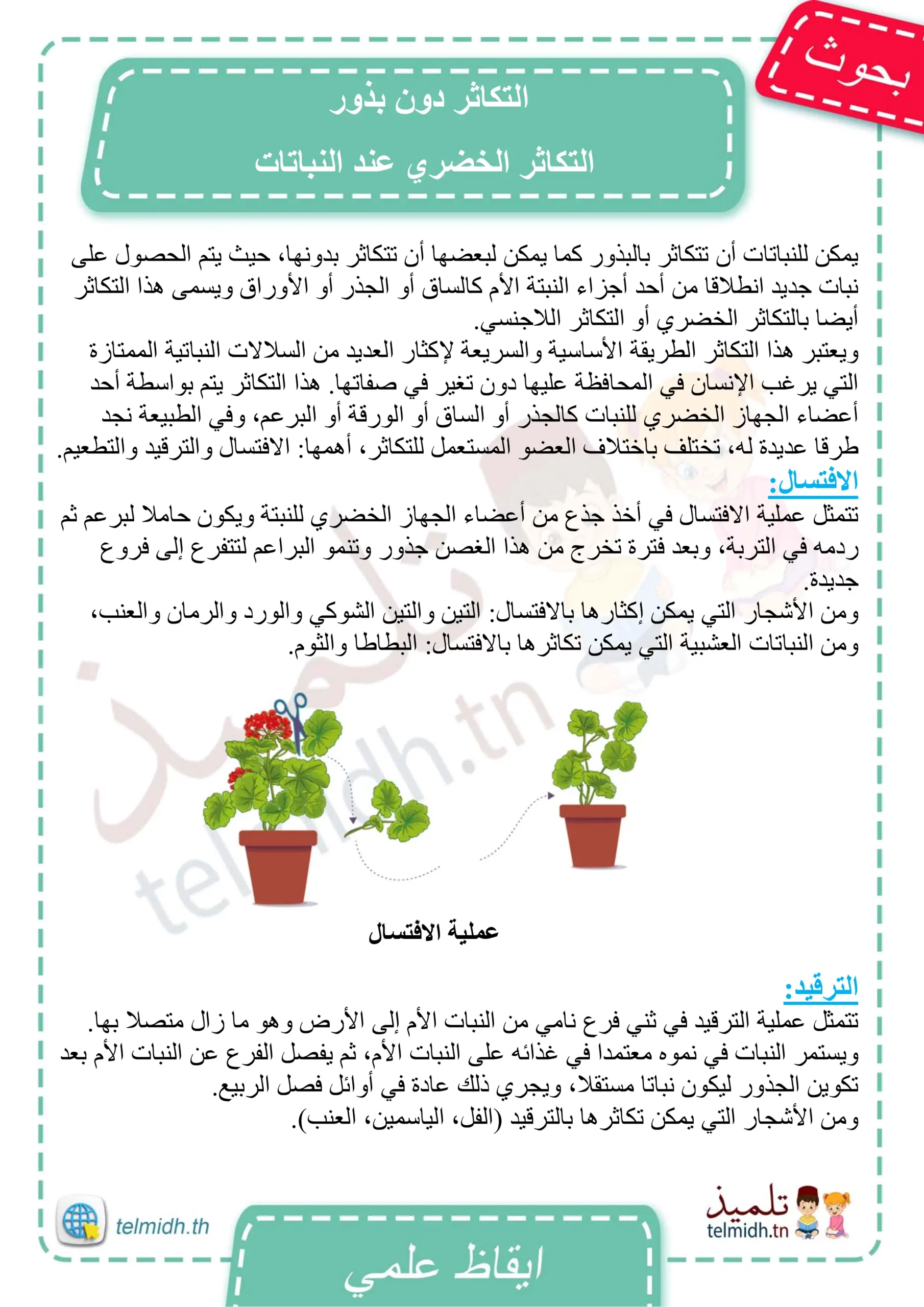 التكاثر دون بذور - التكاثر الخضري عند النبات - Telmidh
