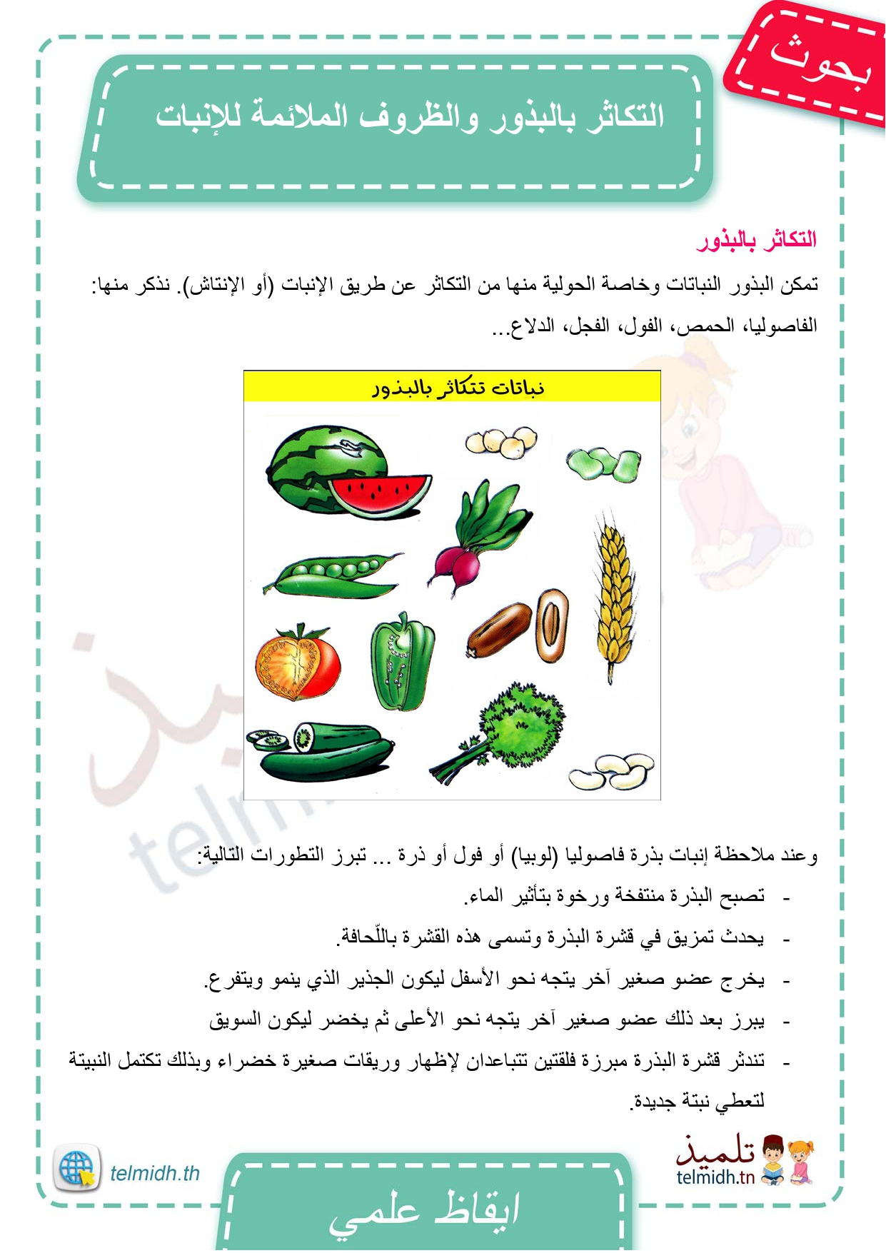 التكاثر بالبذور - Telmidh