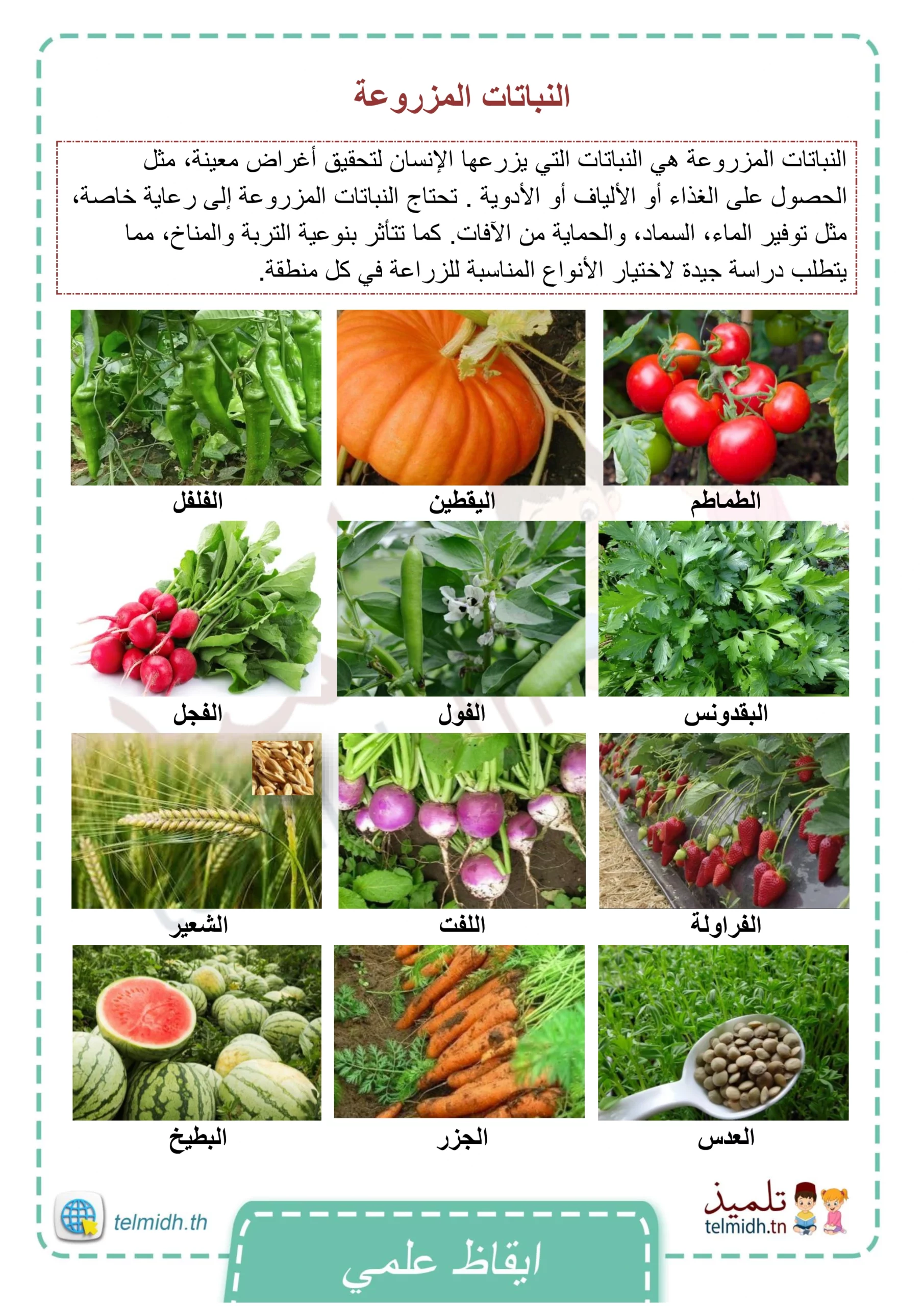 النباتات المزروعة - Telmidh