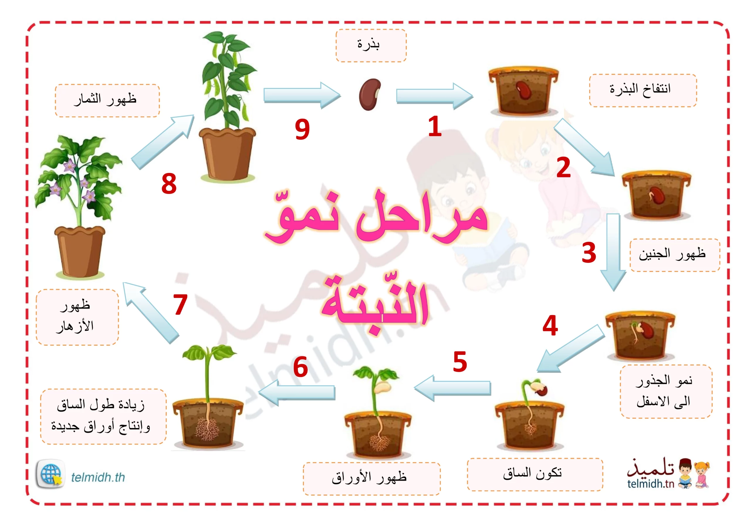 مراحل نمو النبتة - تلميذ